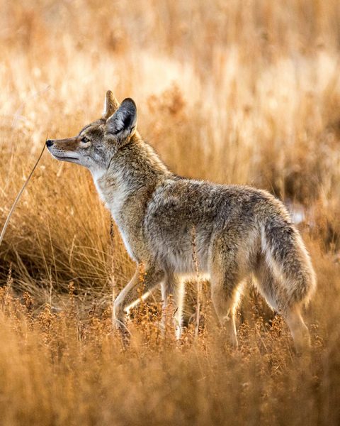 South Dakota predator hunting at Prairie Sky